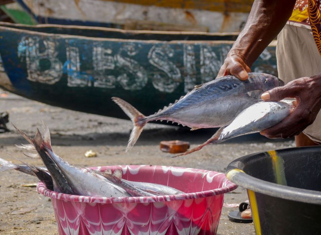 Liberia’s fishery authority colluding sea cucumber fishery from the ...