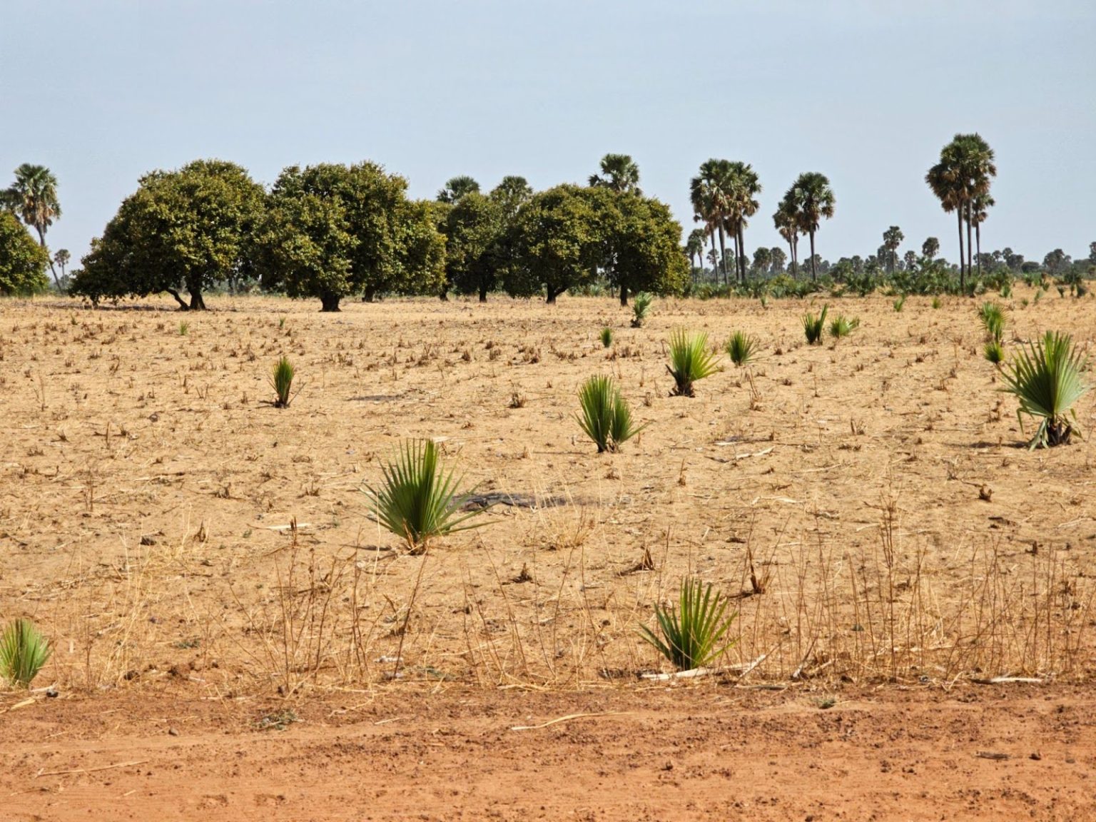 Au Niger, la régénération du rônier défie le désert - CENOZO